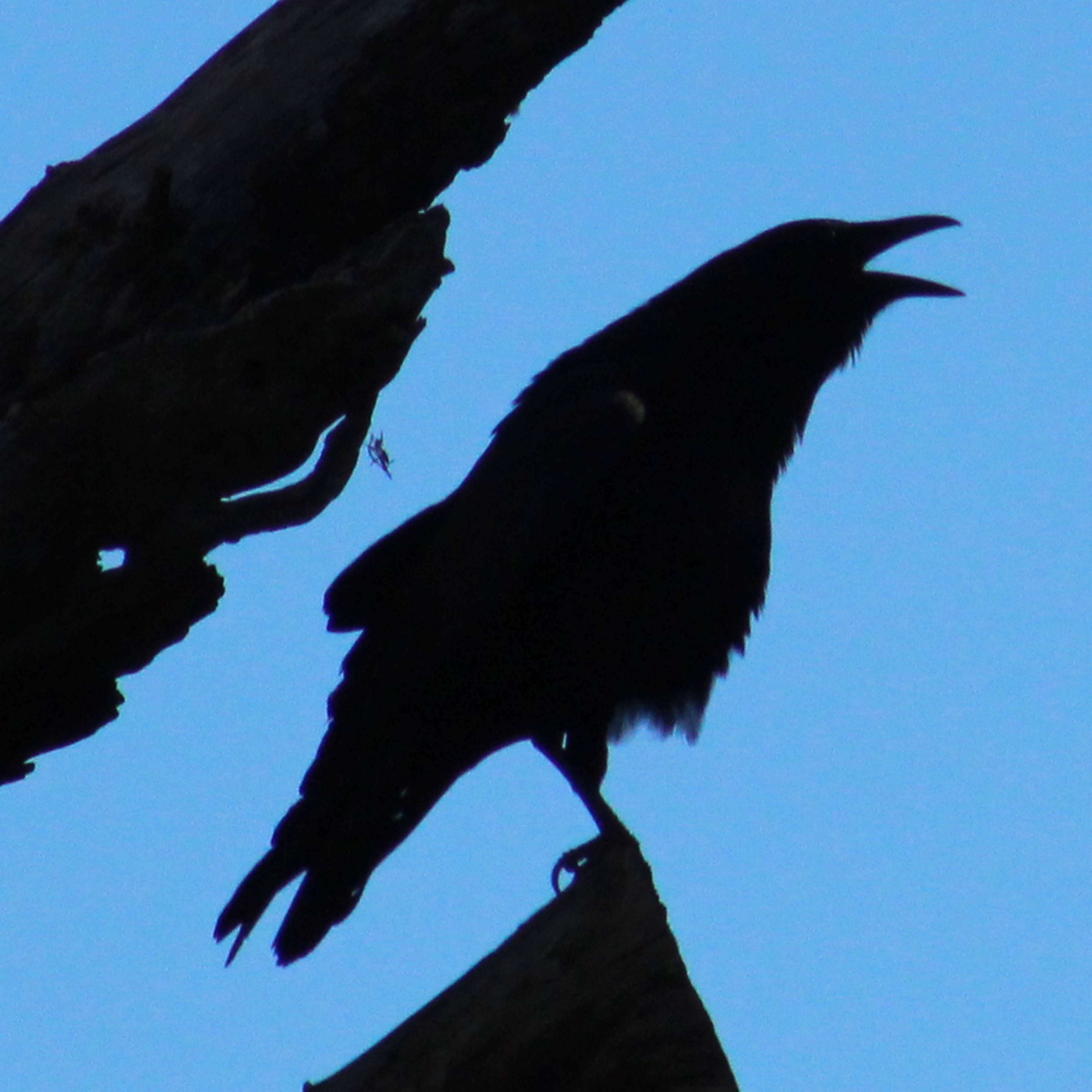 Corvidae from 2013 – MagentaRaven