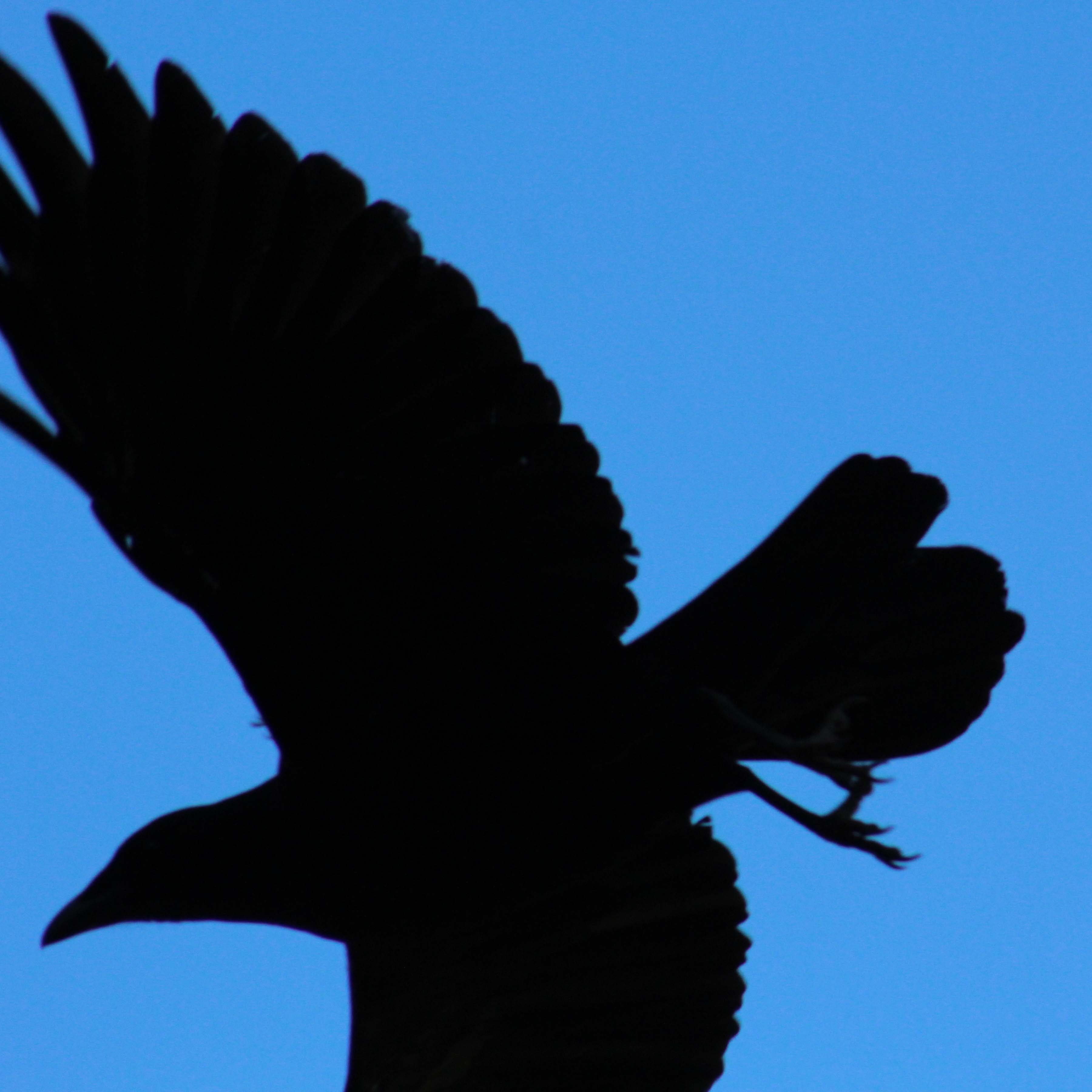 Corvidae from 2013 – MagentaRaven