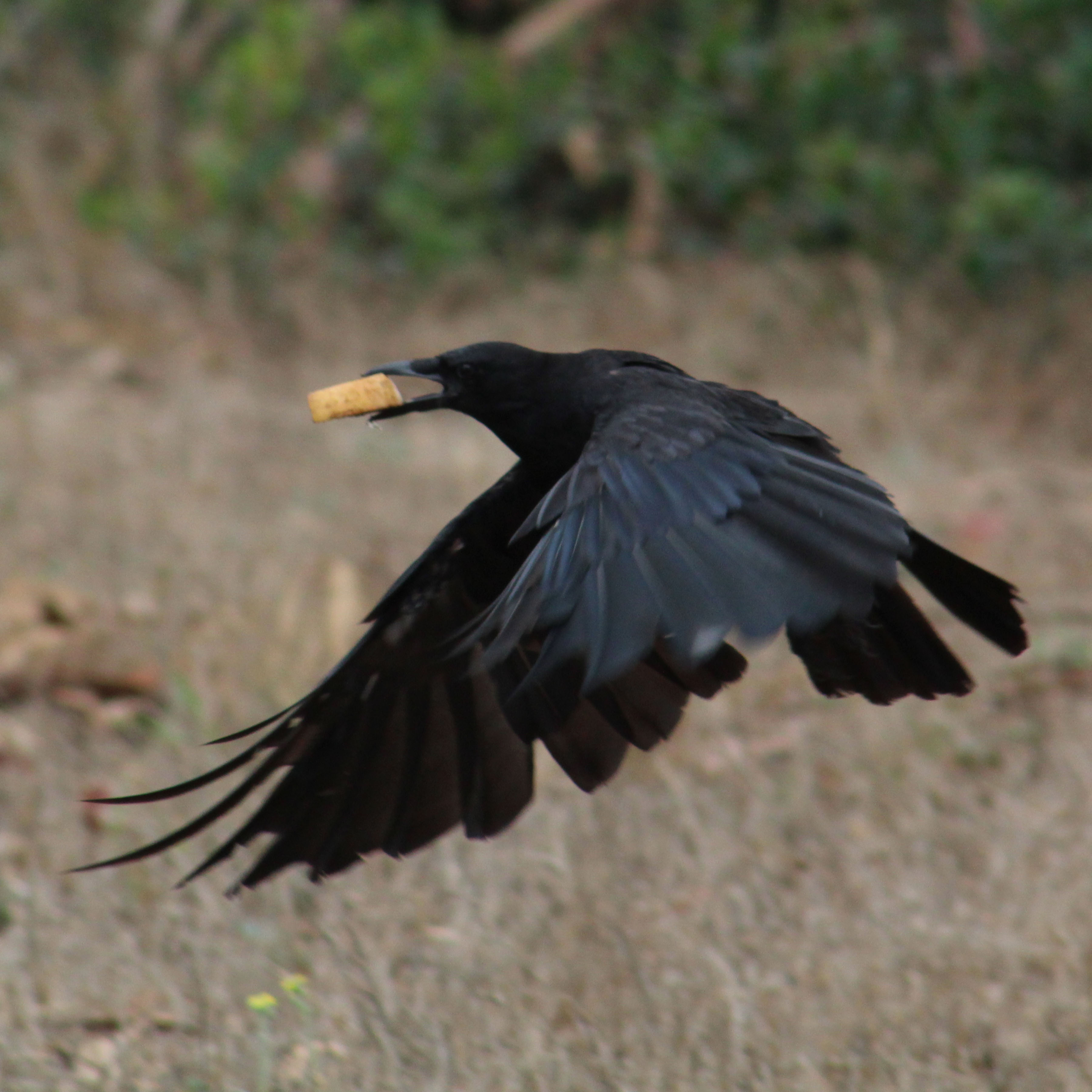 Corvidae from 2013 – MagentaRaven