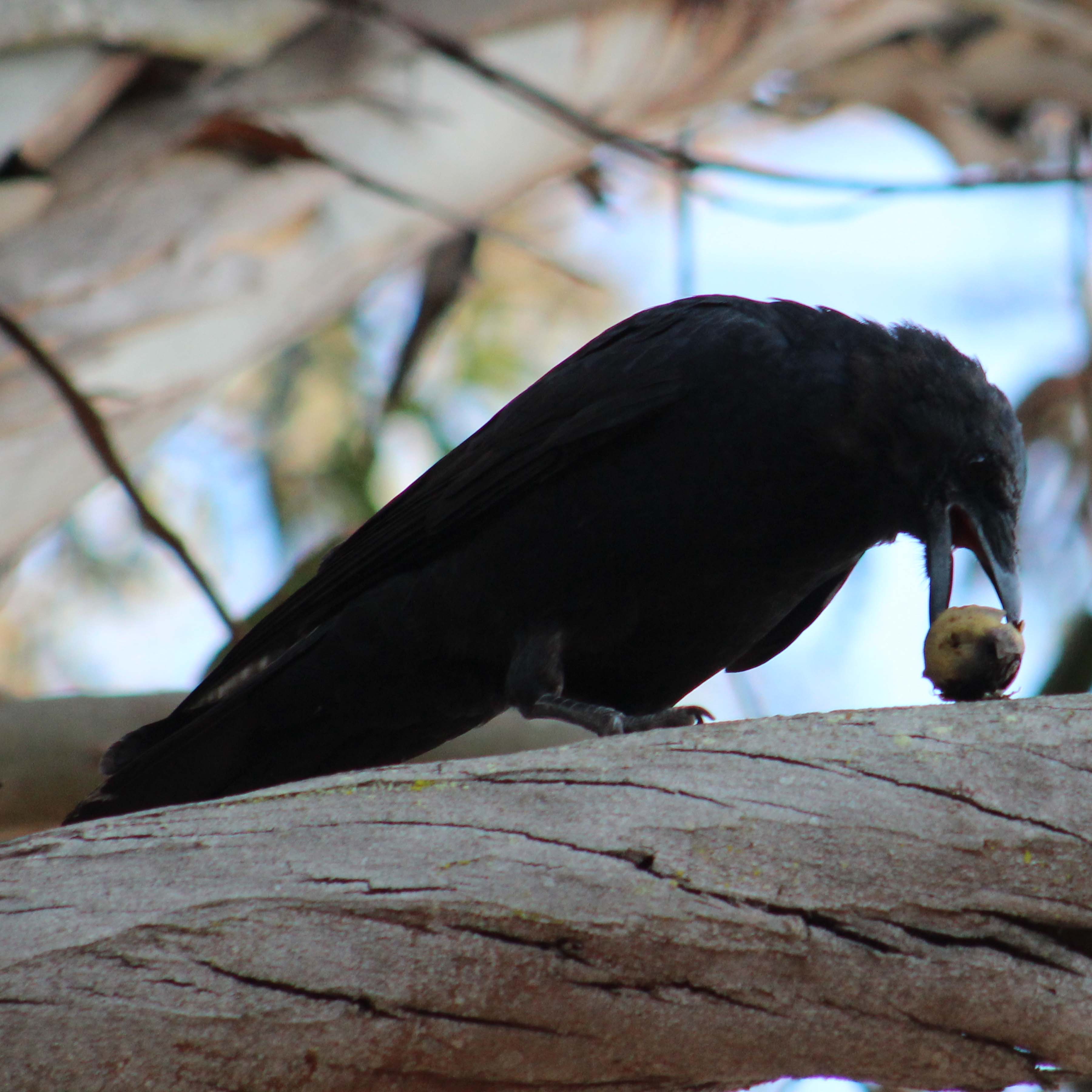 Corvidae from 2013 – MagentaRaven