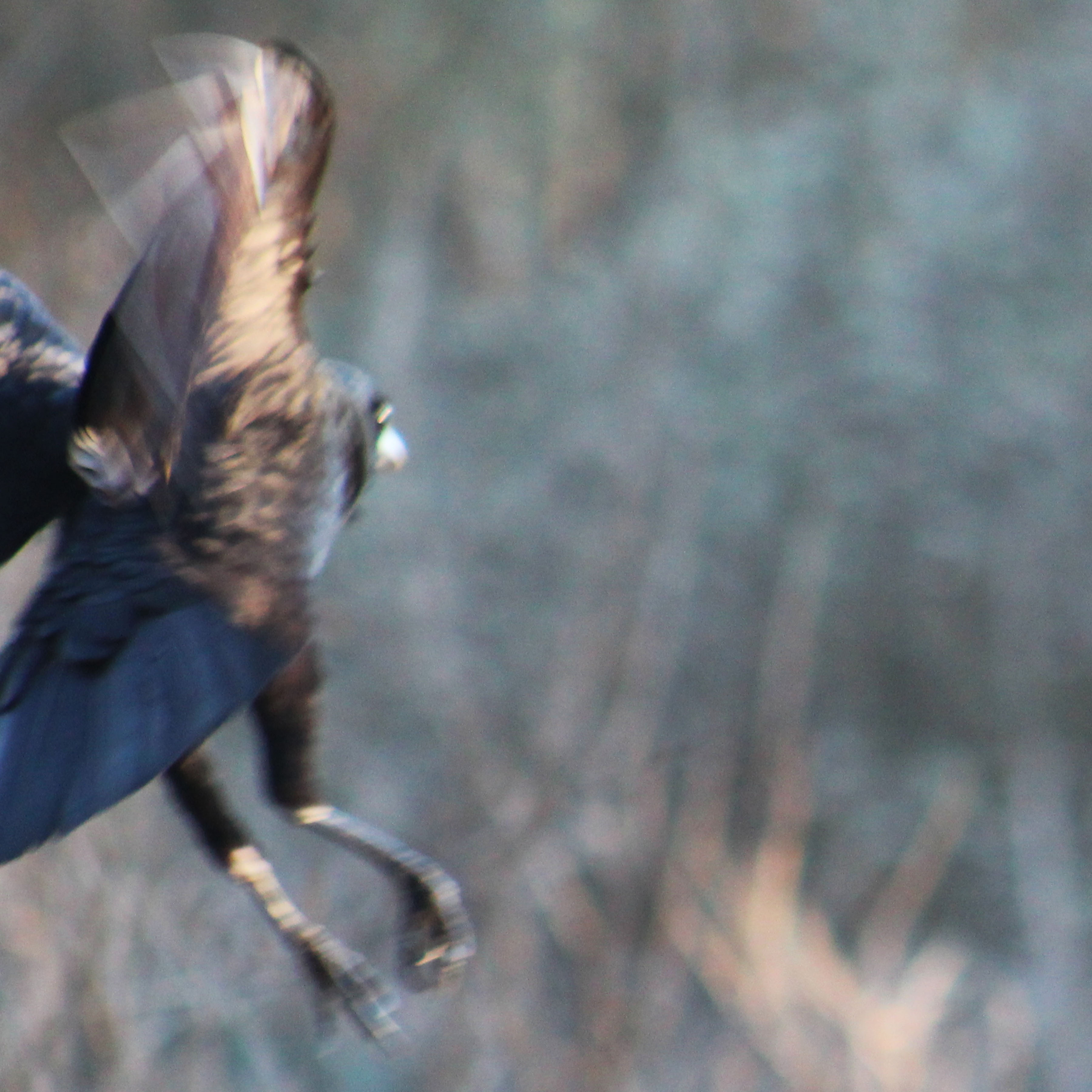 Corvidae from 2013 – MagentaRaven