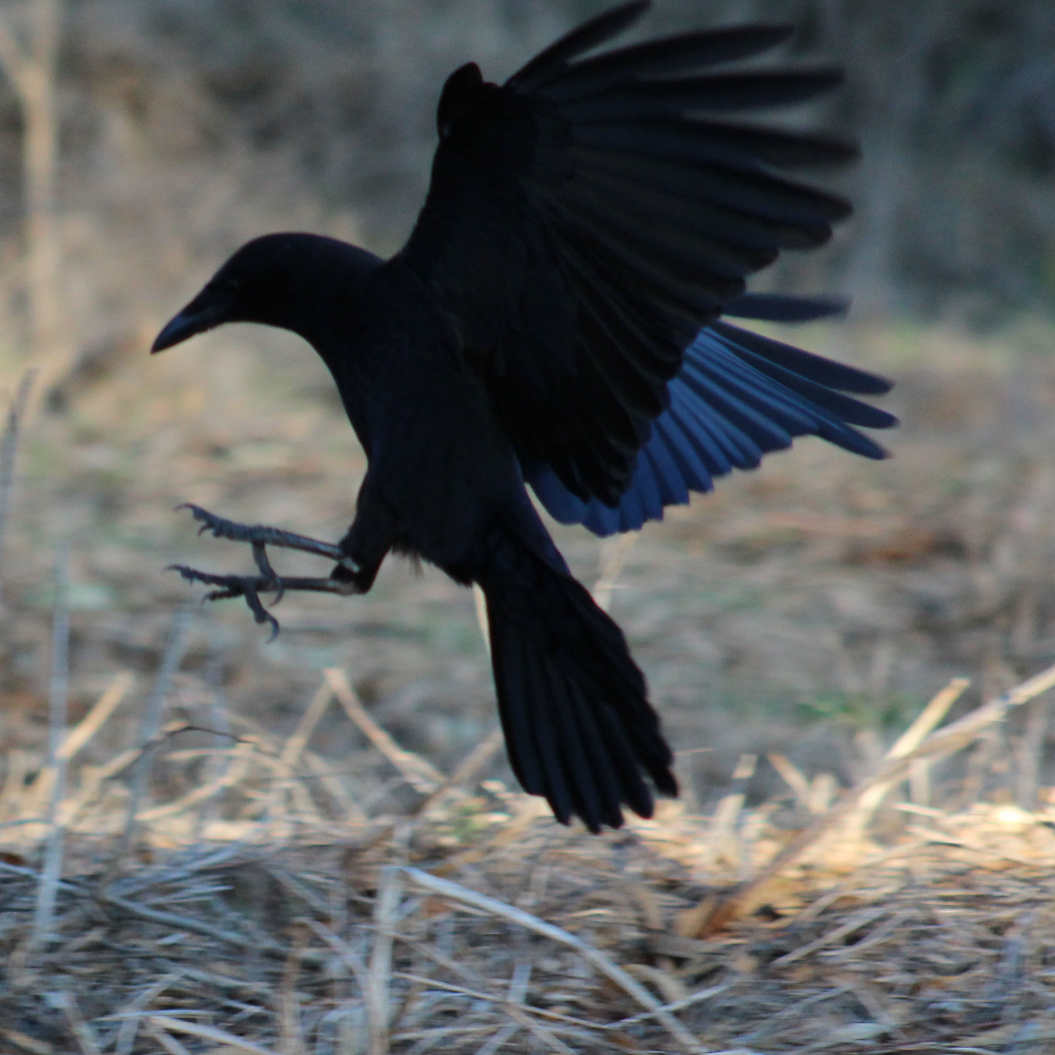 Corvidae from 2013 – MagentaRaven