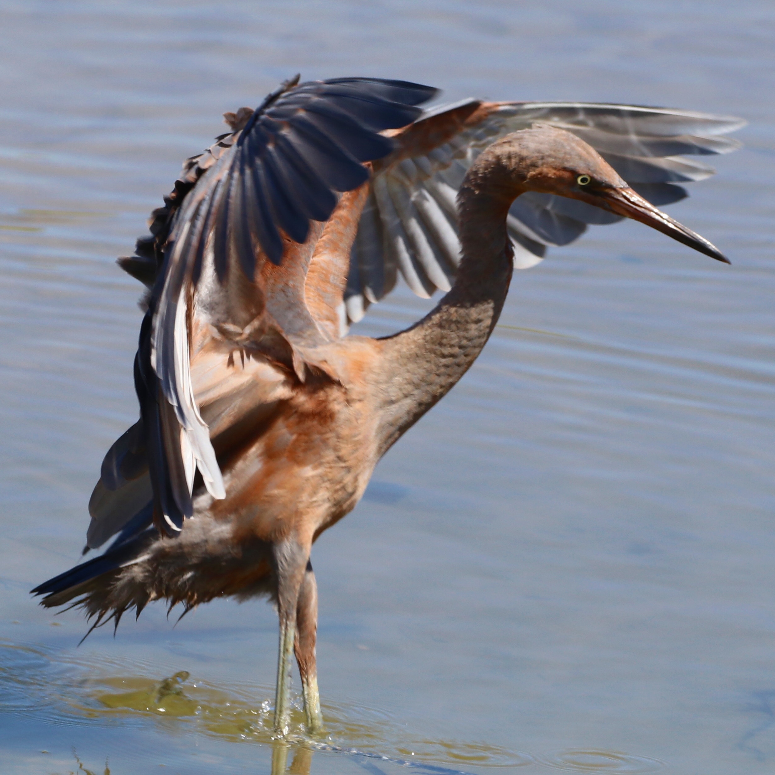 Reddish Egrets make a rare appearance at the slough by Goleta Beach ...