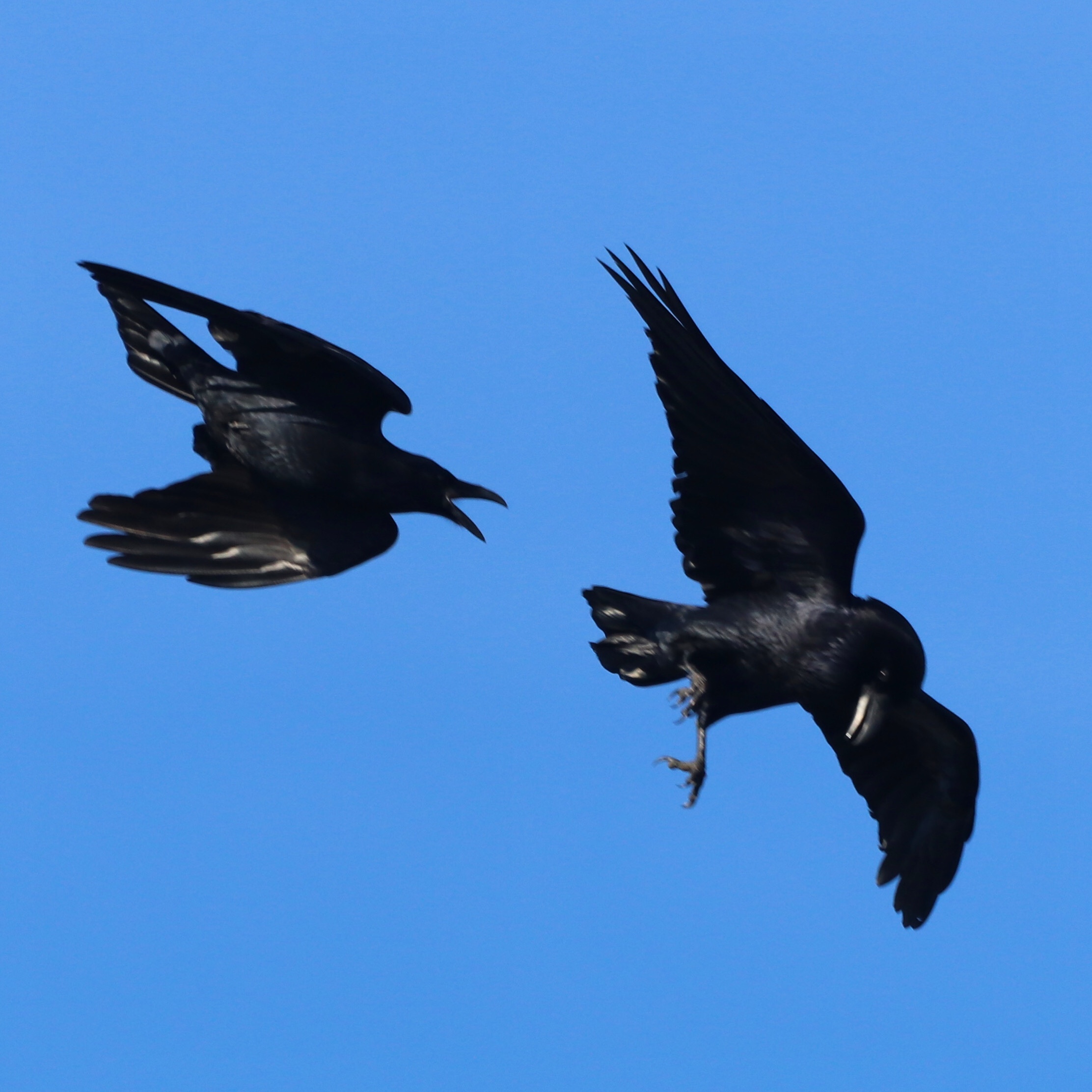 Crows in San Francisco – MagentaRaven