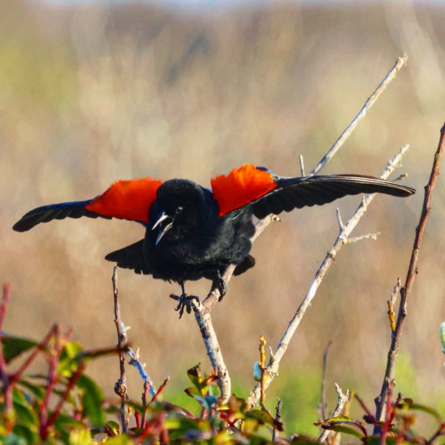 Redwing Blackbirds ablaze – MagentaRaven