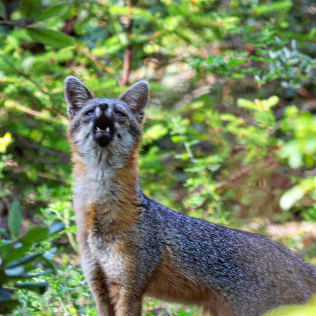 Gray Fox Kits – MagentaRaven